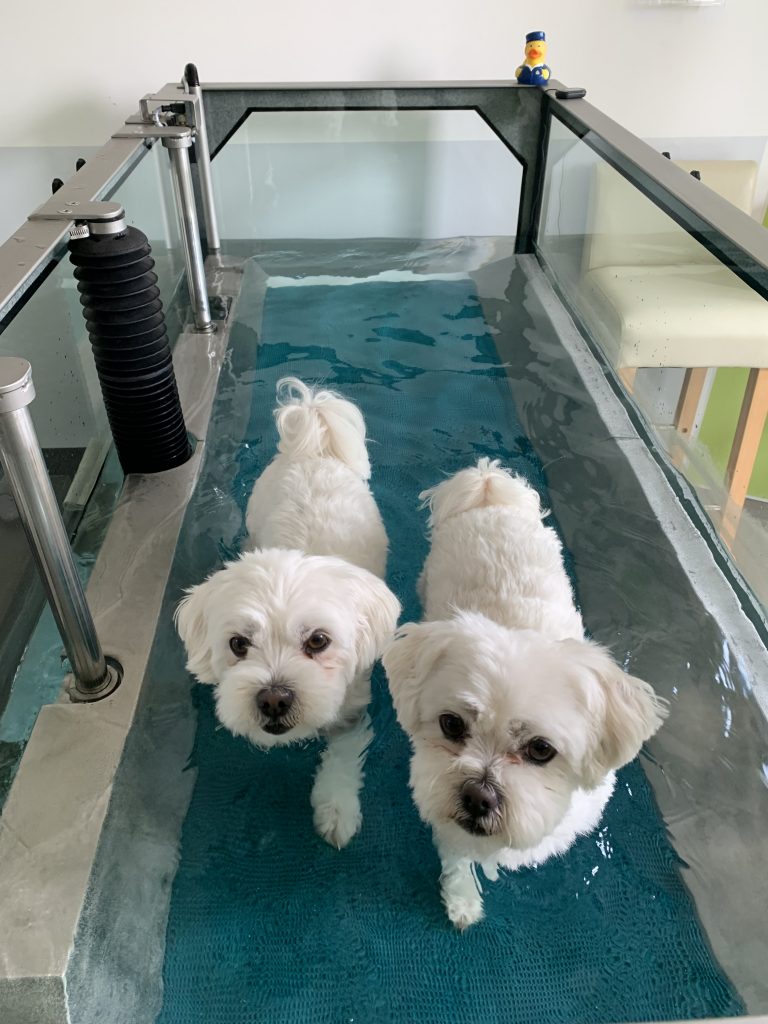 Unterwasserlaufband – Tierphysiotherapie Michelle Strecker